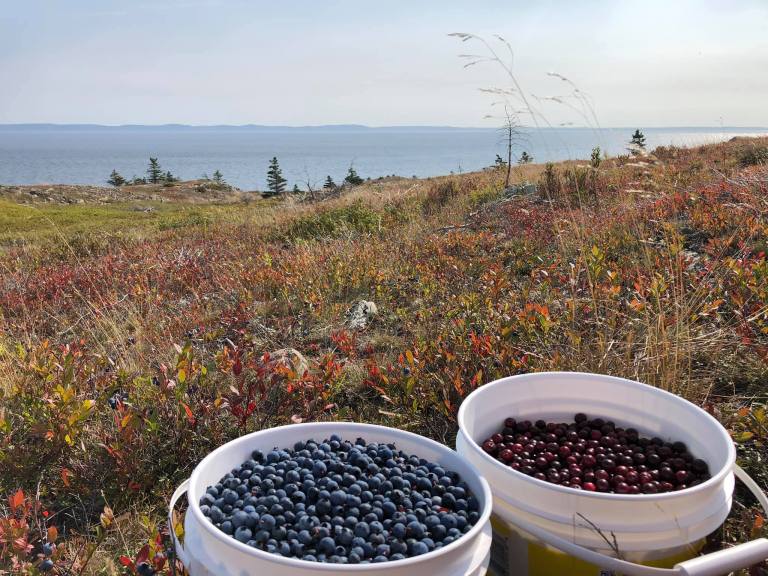 The Best Blueberry Muffin Recipe: – Beauty and the Bay