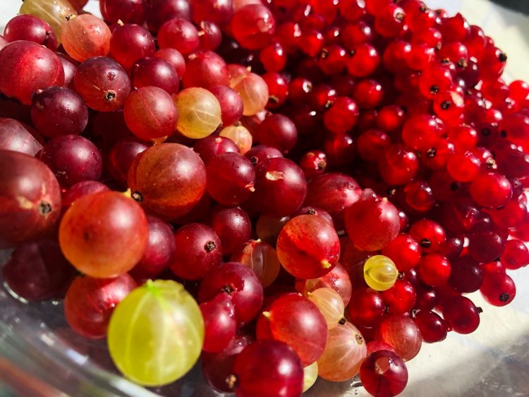How To Make Gorgeous Gooseberry & Red Current Jelly – Beauty and the Bay