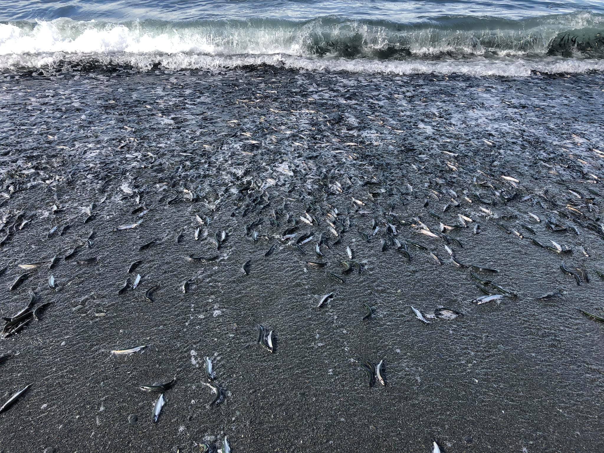 The Annual Capelin Roll – A Spectacular Sight – Beauty and the Bay
