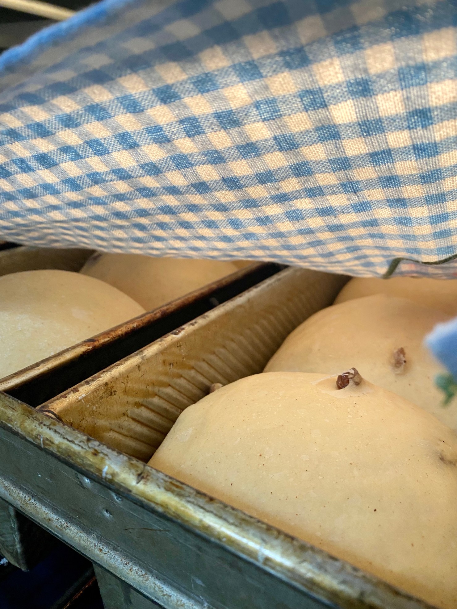 The Best Molasses Raisin Bread Recipe Newfoundland Style! – Beauty and ...