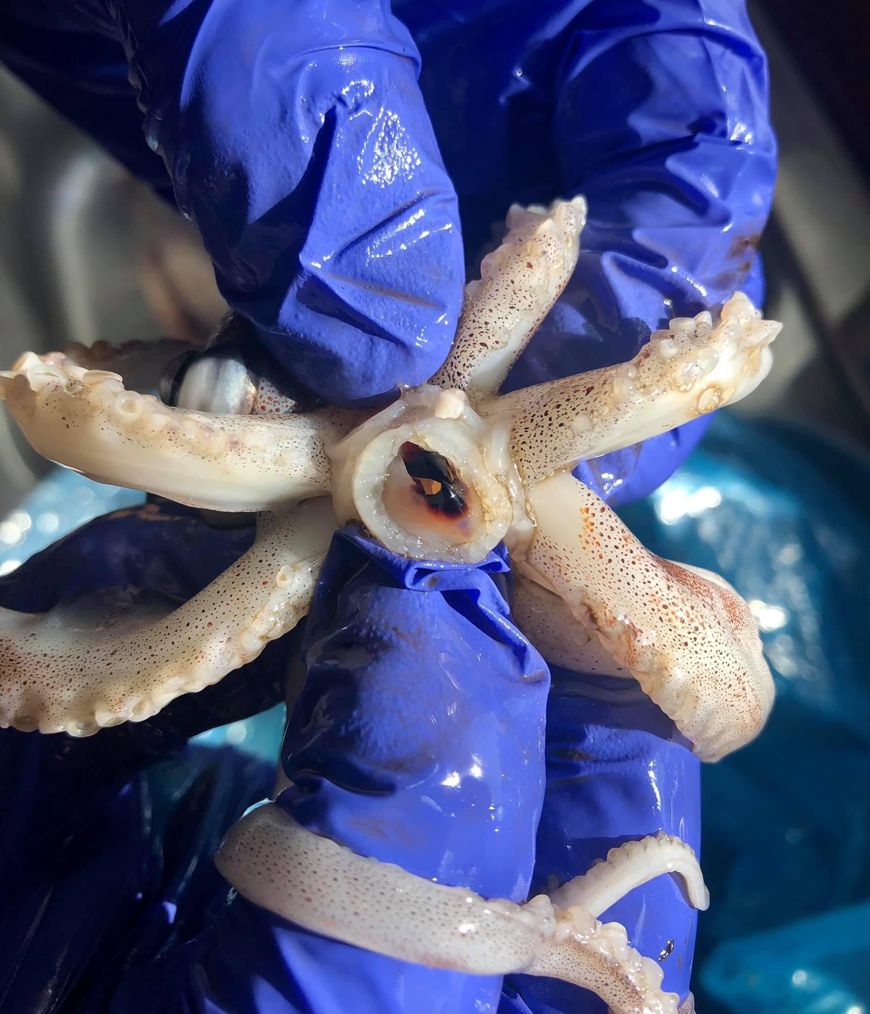 Stuffed Squid Recipe Moist and Tender – Beauty and the Bay